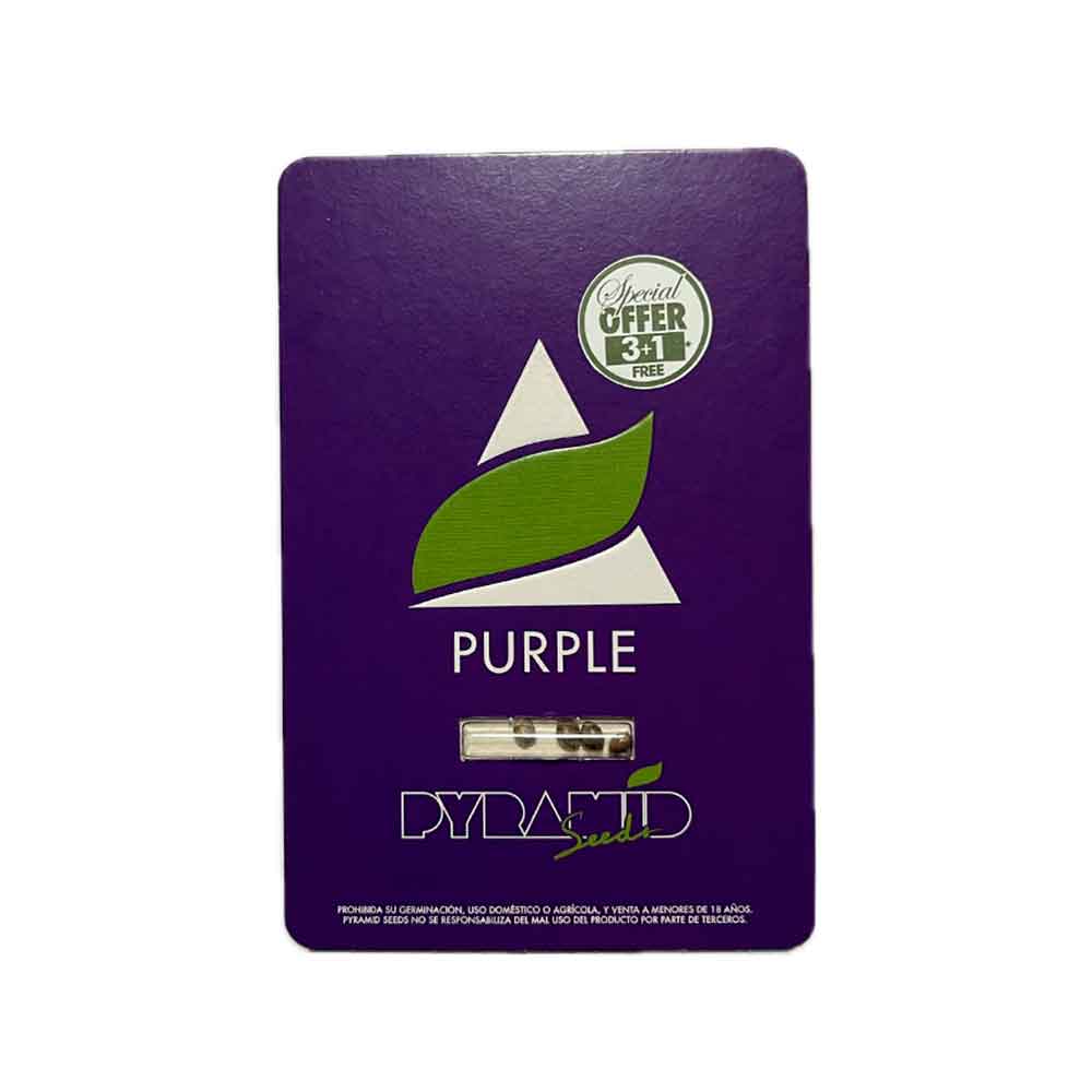 Purple - Pyramid Seeds - La Mano de María Grow Shop